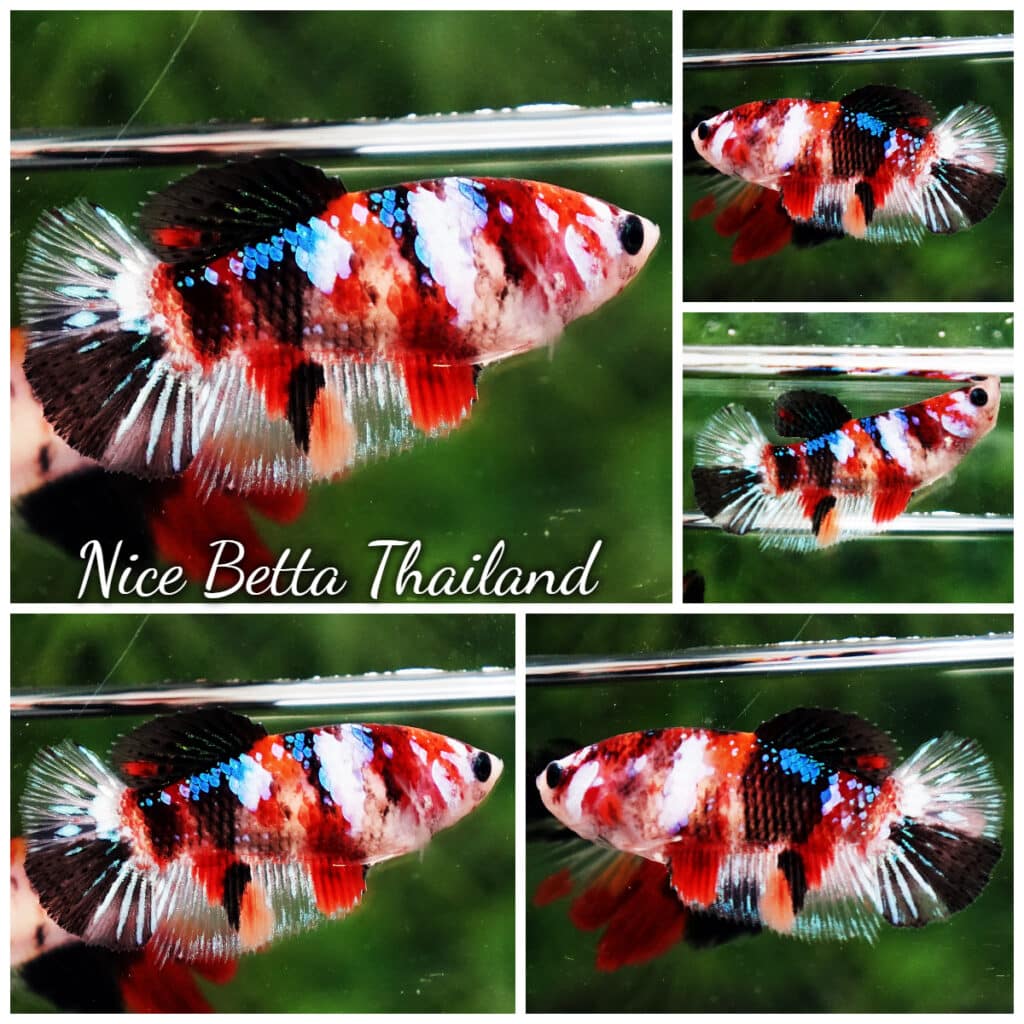 Betta fish Female HM Multicolor Candy Nemo - nicebettathailand.com