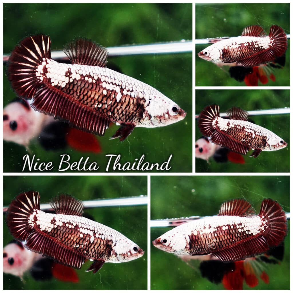 Betta fish Female HMPK Red Blood Samurai - nicebettathailand.com