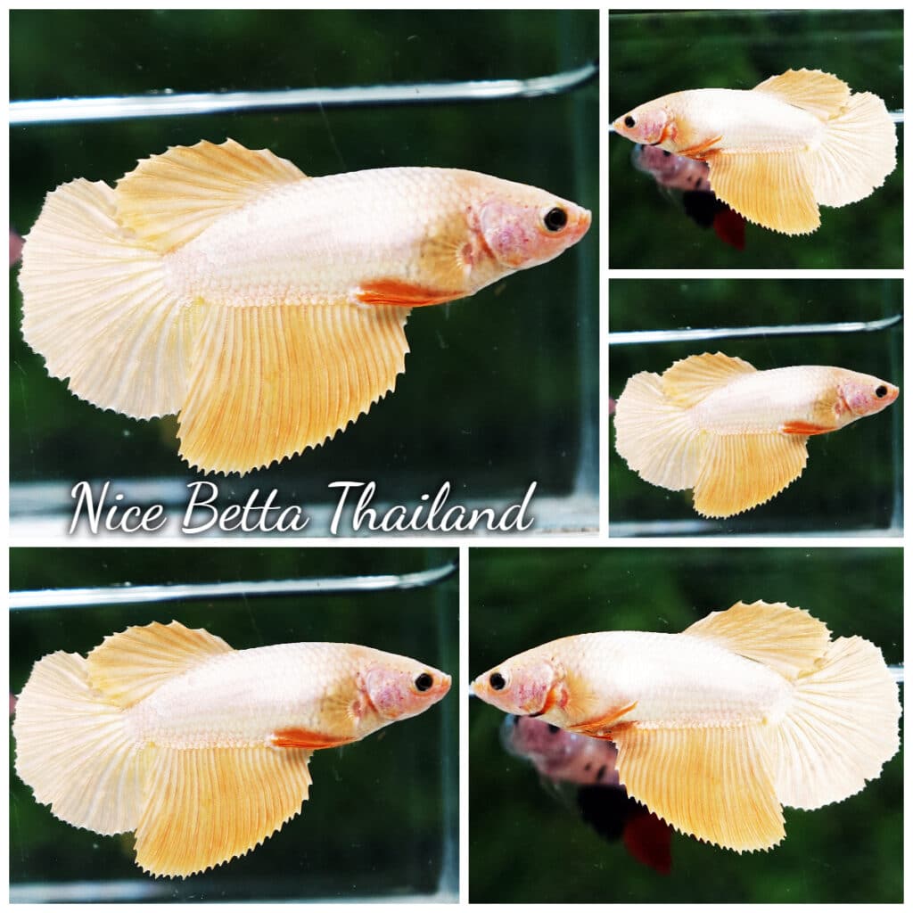 Betta fish Female HM Gold Dragon - nicebettathailand.com