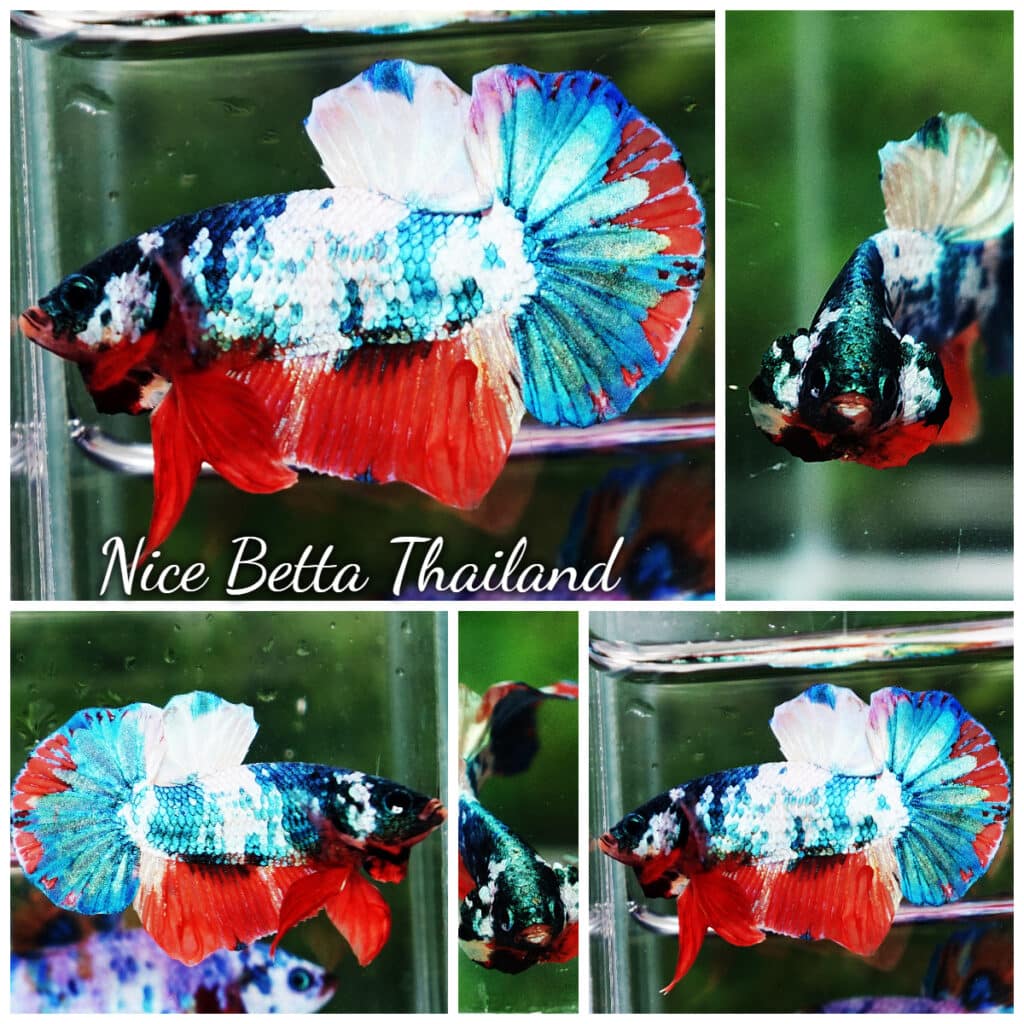 Betta fish HMPK Emerald Candy Marble - nicebettathailand.com