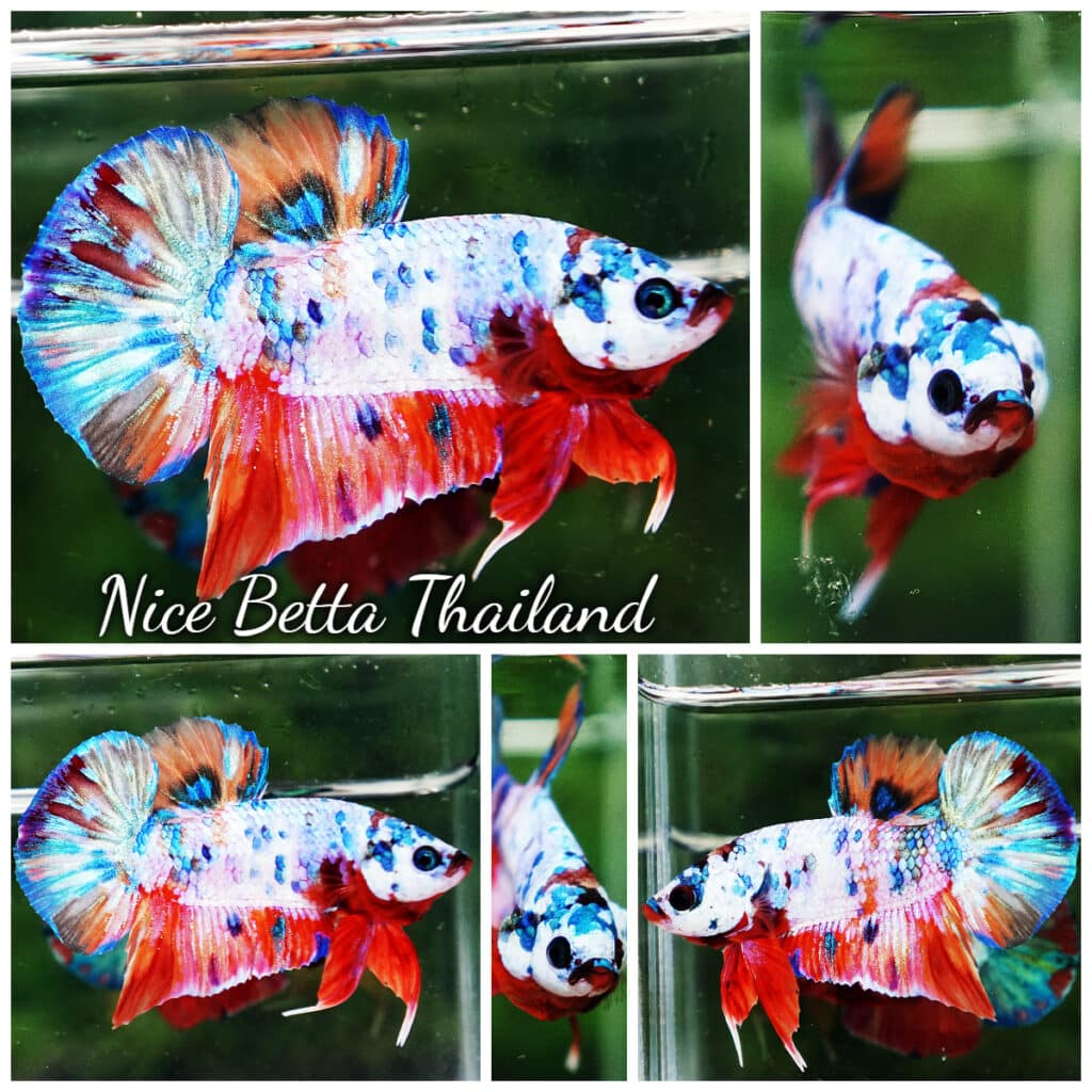Betta fish HMPK Rainbow Candy Marble - nicebettathailand.com