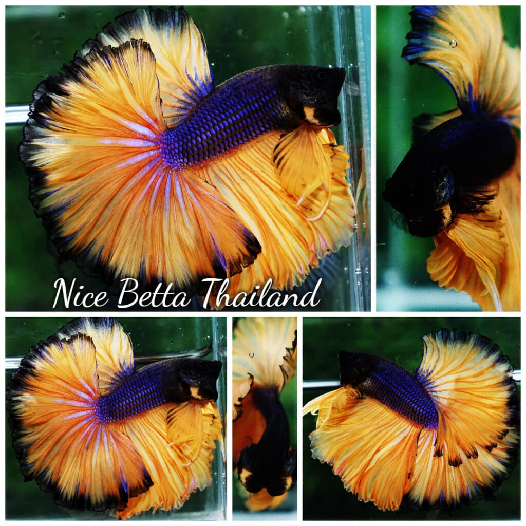 Betta fish OHM Blue Black Pumpkins Sky Hawk - nicebettathailand.com