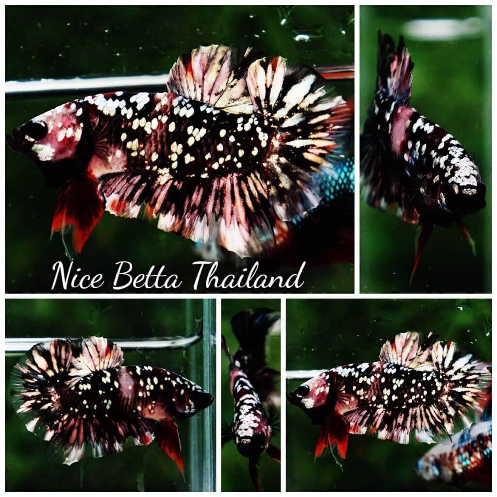 Betta fish HMPK The Dark Nebula (Rare & Comp Grade) - nicebettathailand.com