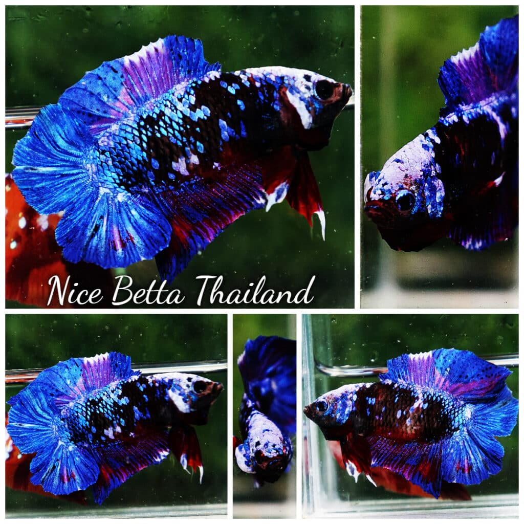 Double tail betta (DTHM) & (DTPK) - nicebettathailand.com