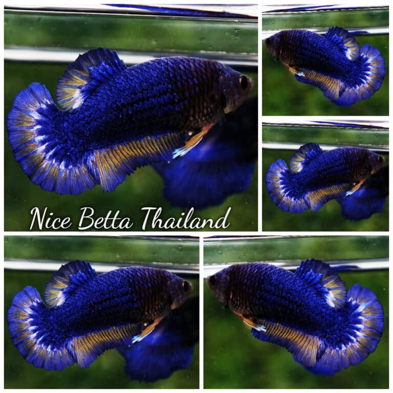Betta fish Female HMPK Blue Mustard Butterfly - nicebettathailand.com
