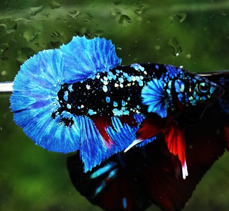 Betta fish HMPK Blue Black Star Avatar - nicebettathailand.com
