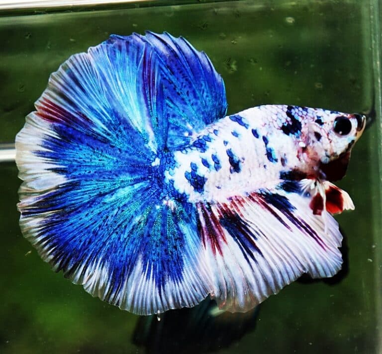 Betta fish OHM Blue Marble Frozen - nicebettathailand.com