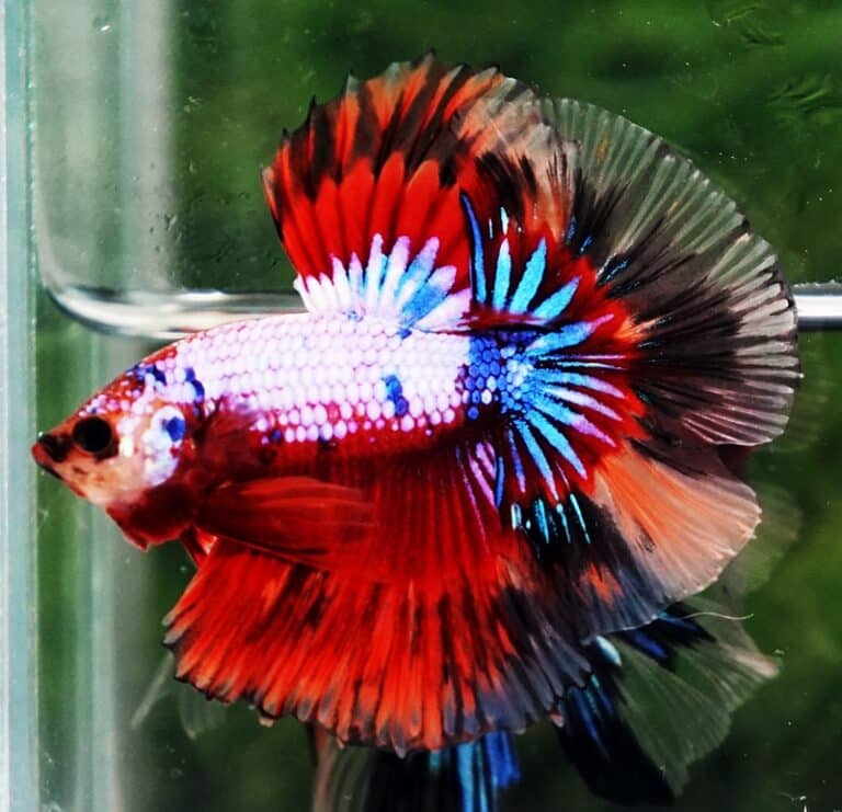 Betta fish HM Fancy Devil Dragon - nicebettathailand.com