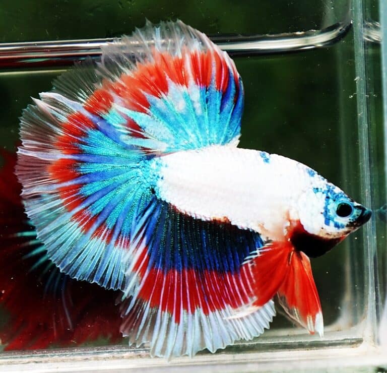 Betta fish OHM Magical Monster Tri color - nicebettathailand.com