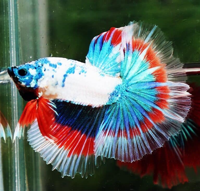Betta fish OHM Magical Monster Tri color - nicebettathailand.com