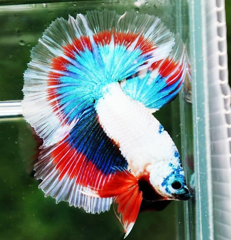 Betta fish OHM Magical Monster Tri color - nicebettathailand.com