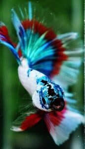 Betta fish OHM Magical Monster Tri color - nicebettathailand.com
