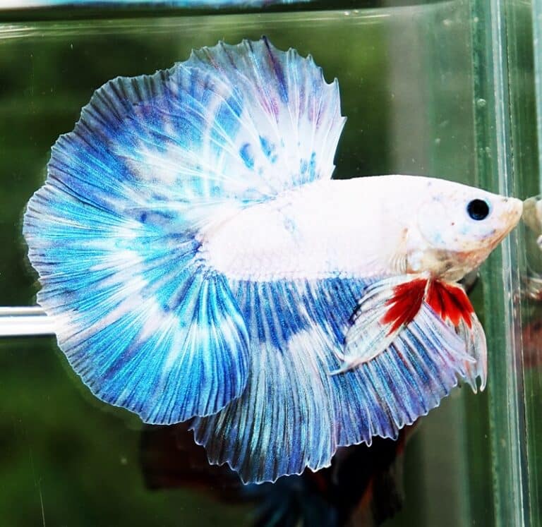 Betta fish OHM The Sky Blue Angle Ring - nicebettathailand.com