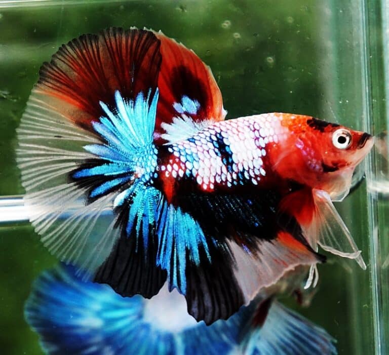 Betta fish OHM Emerald Candy Nemo Galaxy - nicebettathailand.com