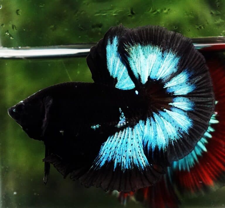 Betta fish OHM Light in The Dark Black Ring ( Rare & Competition ...