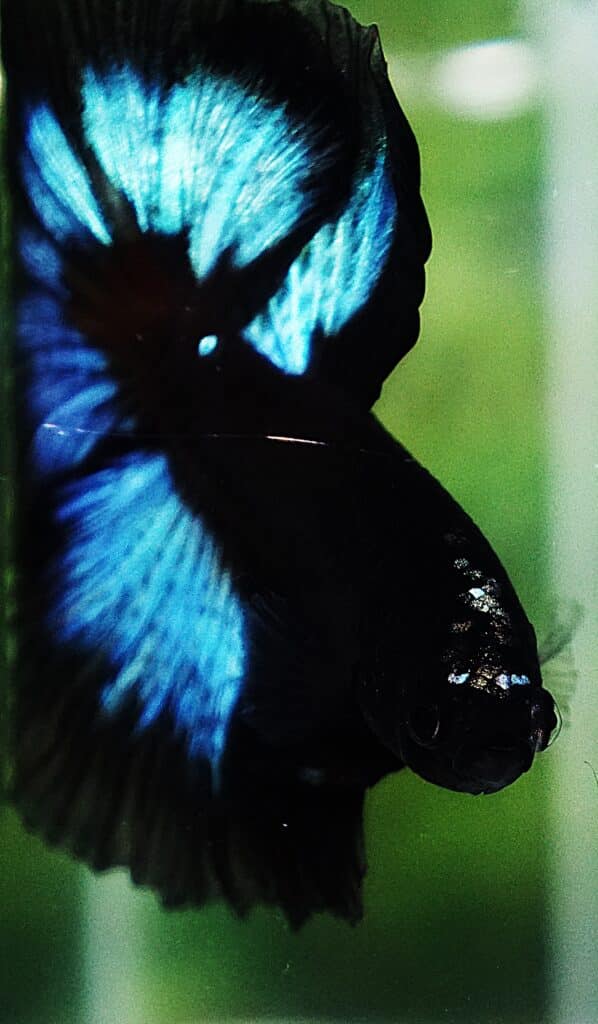 Betta fish OHM Light in The Dark Black Ring ( Rare & Competition ...