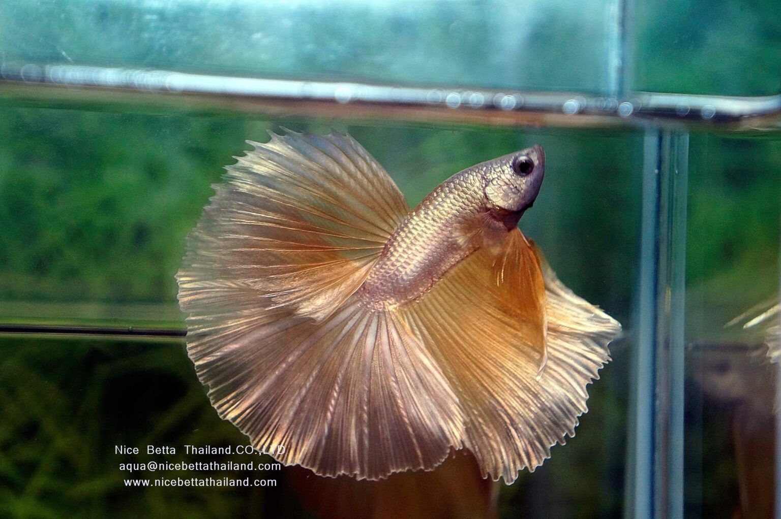 Nice Betta Thailand Premium Betta Fish for Sale shipping WORLDWIDE