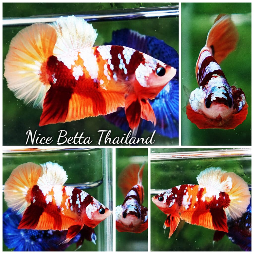 Betta fish HMPK Nemo Full Galaxy - nicebettathailand.com