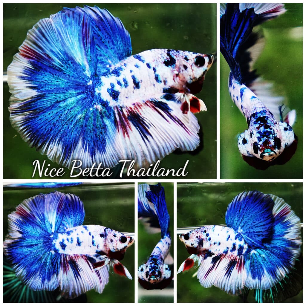 Betta fish OHM Blue Marble Frozen - nicebettathailand.com