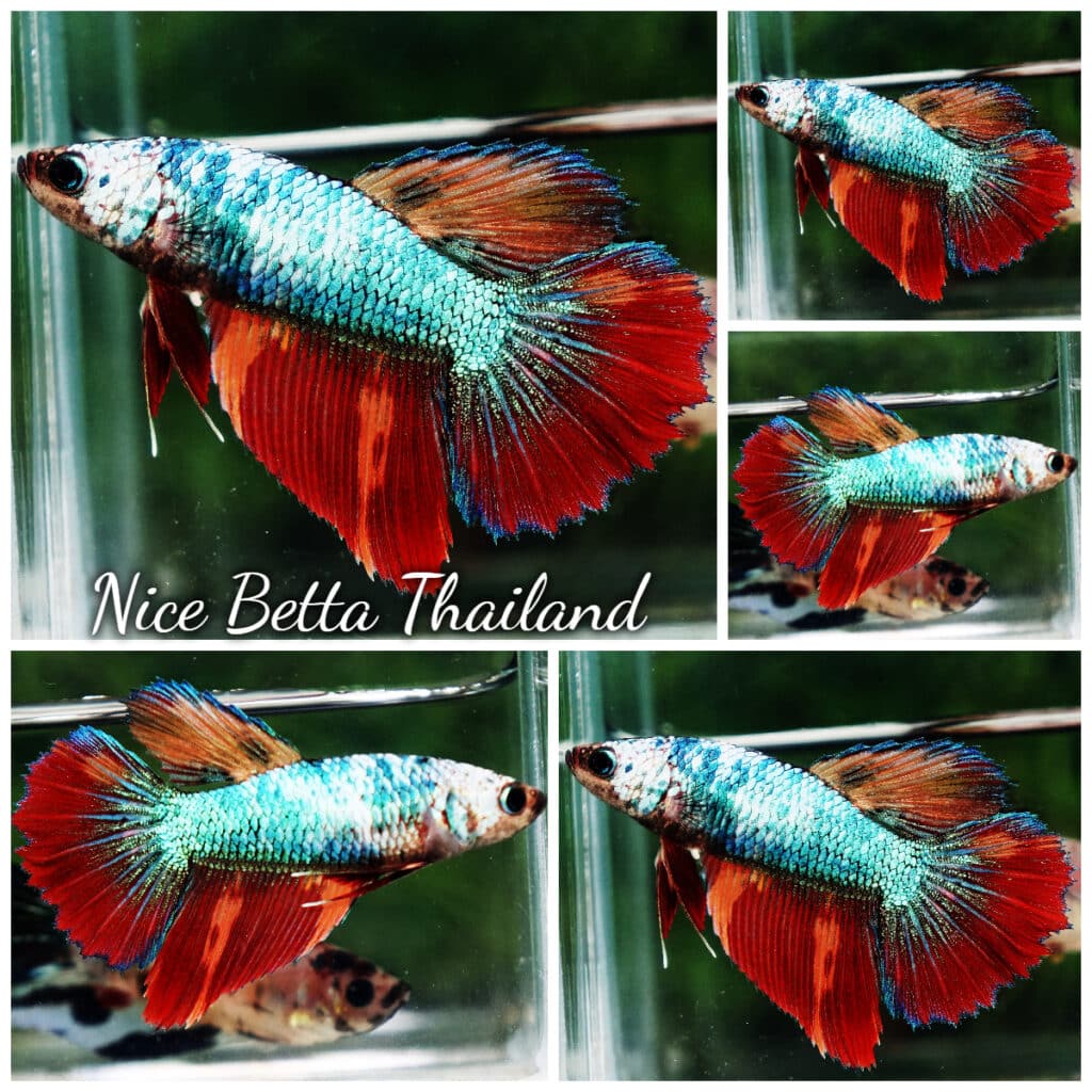 Betta fish Female HM Emerald Candy Dragon - nicebettathailand.com