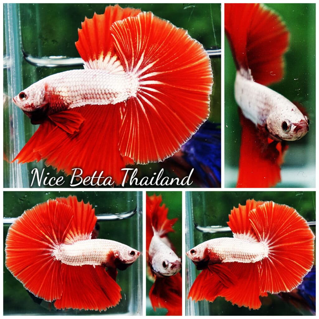 Betta fish OHM Perfect Red Dragon Hawk - nicebettathailand.com