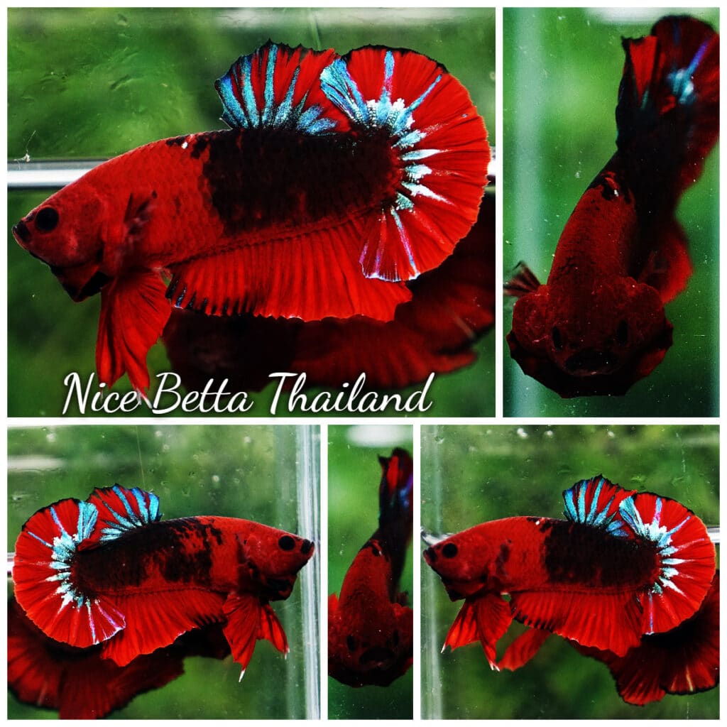 Betta fish OHMPK Hell Boy Star tail - nicebettathailand.com