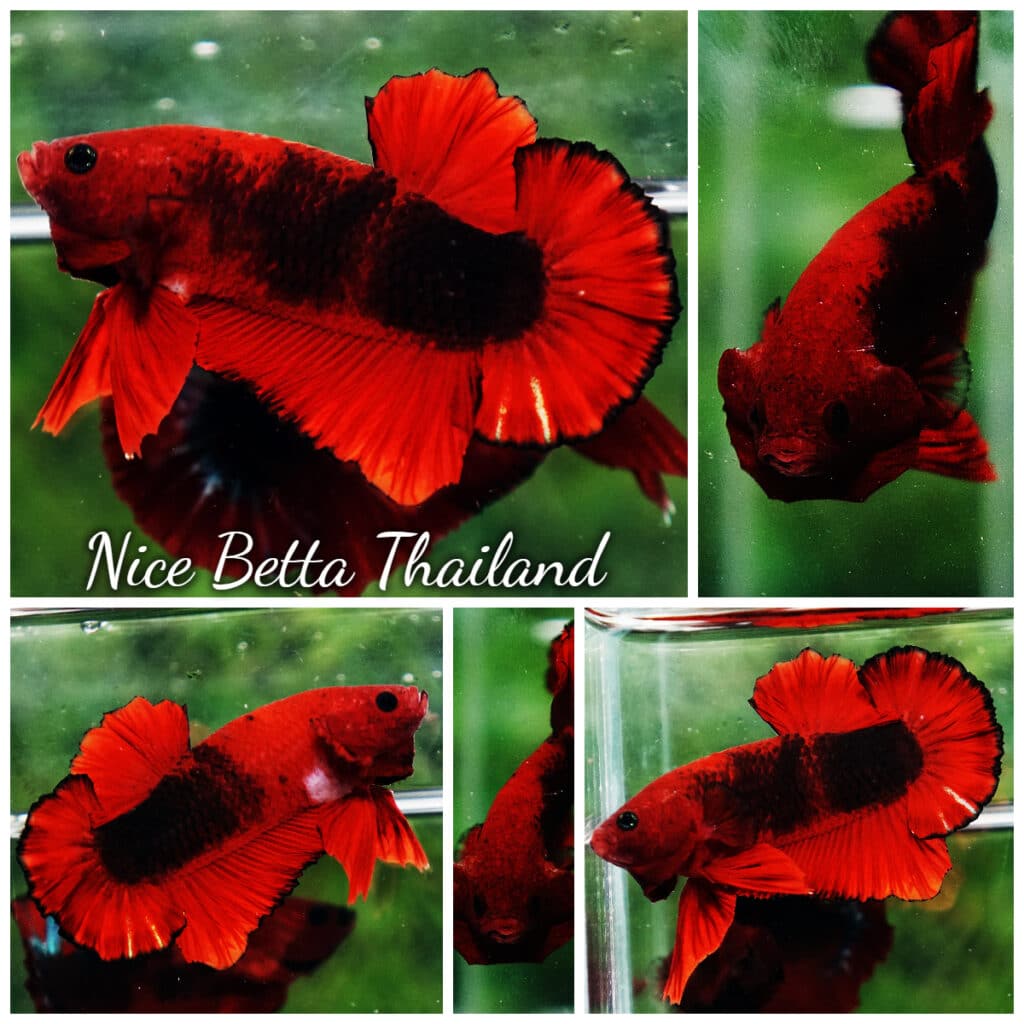 Betta fish OHMPK Hell Boy Black Ring - nicebettathailand.com