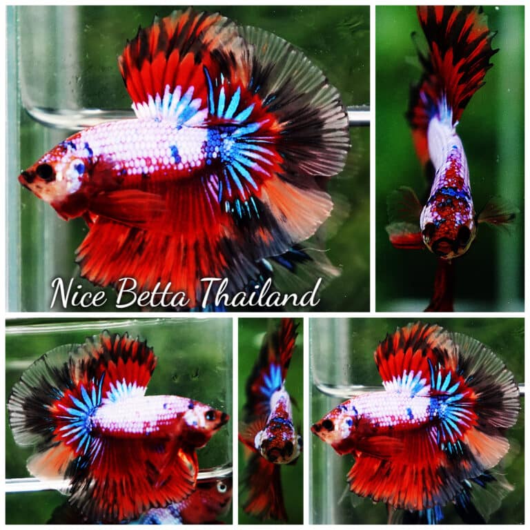 Betta fish HM Fancy Devil Dragon - nicebettathailand.com