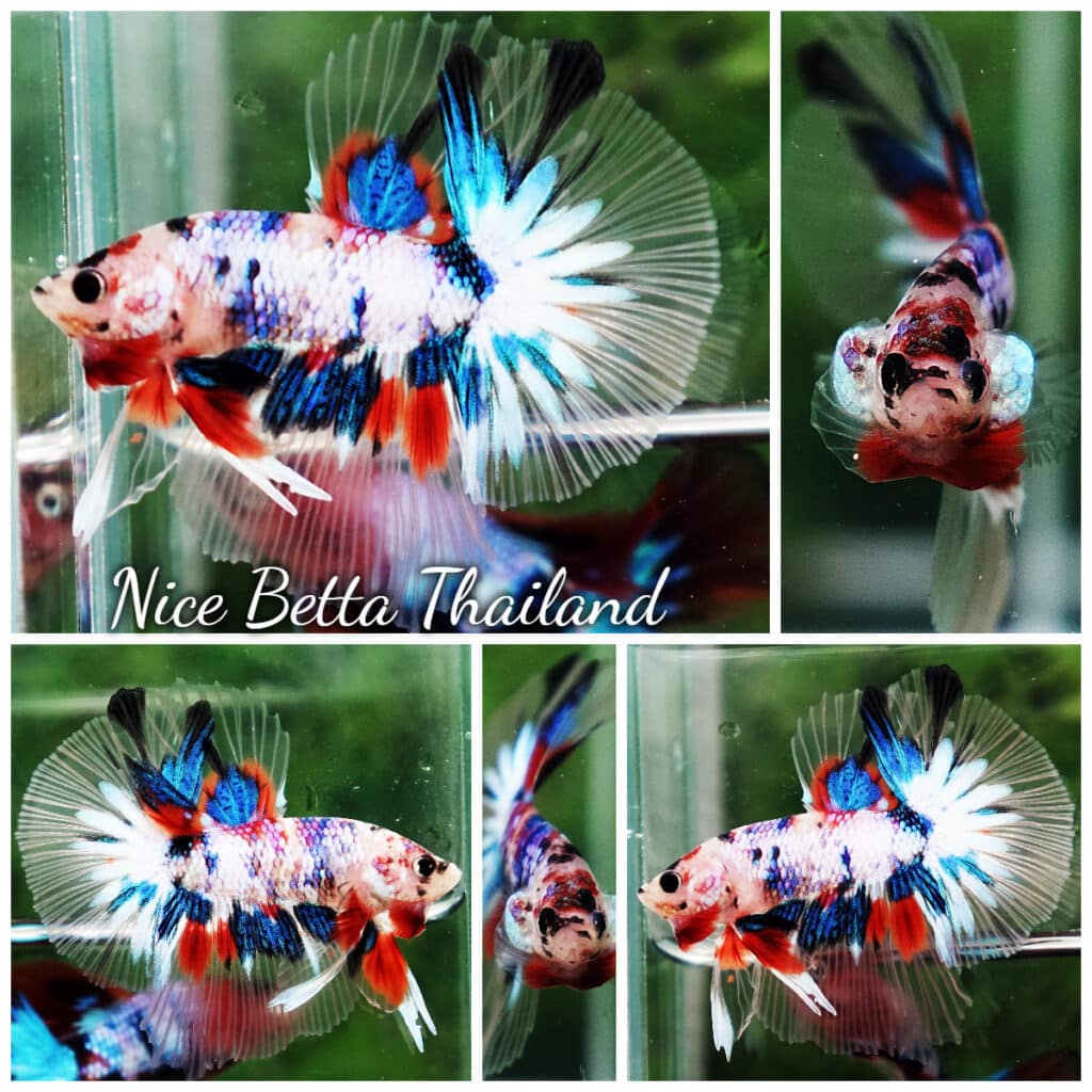 Betta fish OHM Emerald Koi Star tail - nicebettathailand.com