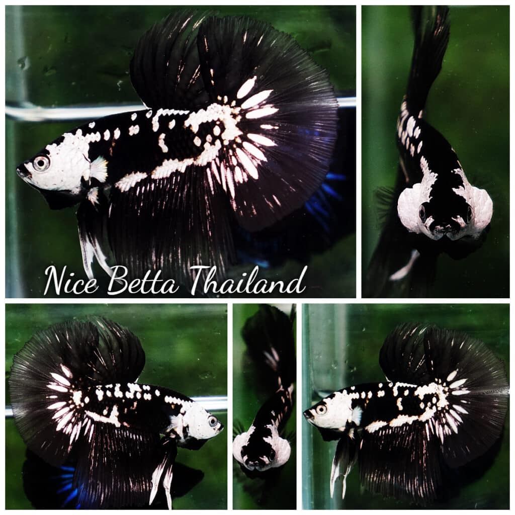 Betta fish Premium HM Black Hole Samurai Star (Rare ...