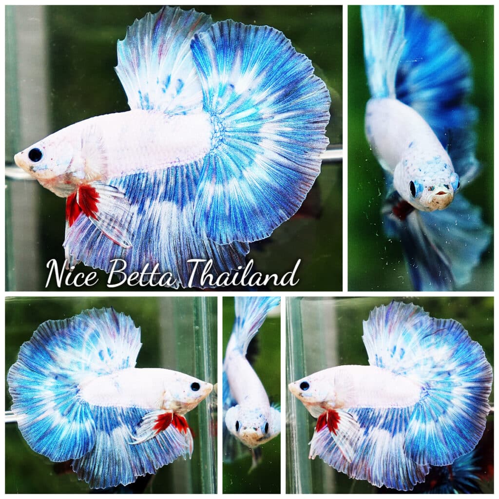 Betta fish OHM The Sky Blue Angle Ring - nicebettathailand.com