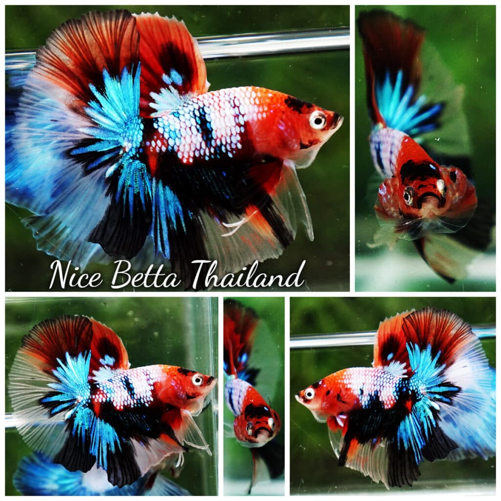 Betta fish OHM Emerald Candy Nemo Galaxy - nicebettathailand.com