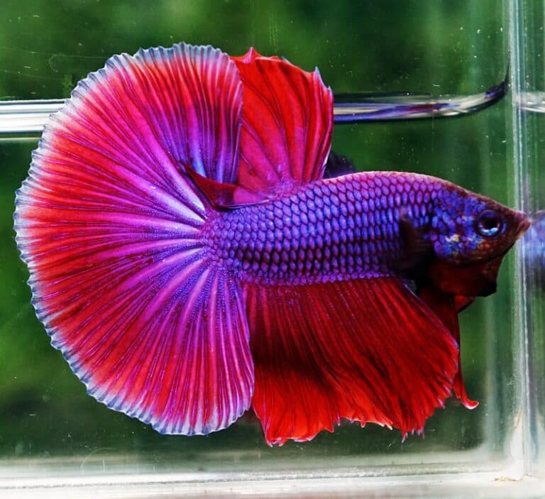 Betta fish OHM Lavender Magenta - nicebettathailand.com
