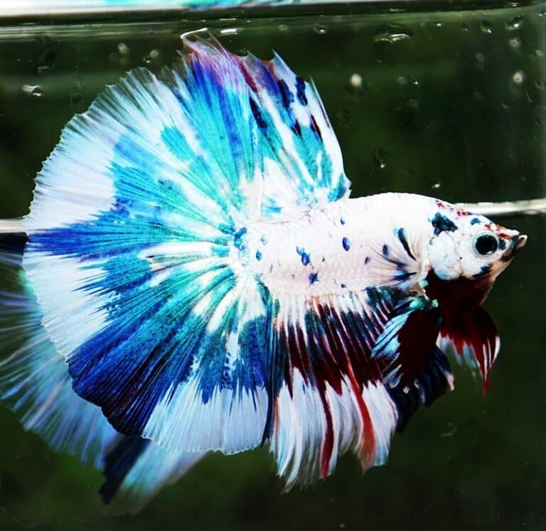 Betta fish OHM Fancy Blue Marble - nicebettathailand.com