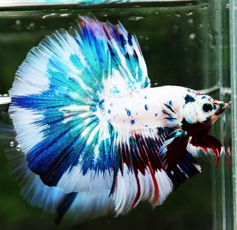 Betta fish OHM Fancy Blue Marble - nicebettathailand.com