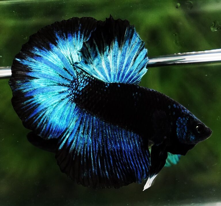 Betta fish HM Helmet Blue Samurai Black Ring (Rare) - nicebettathailand.com