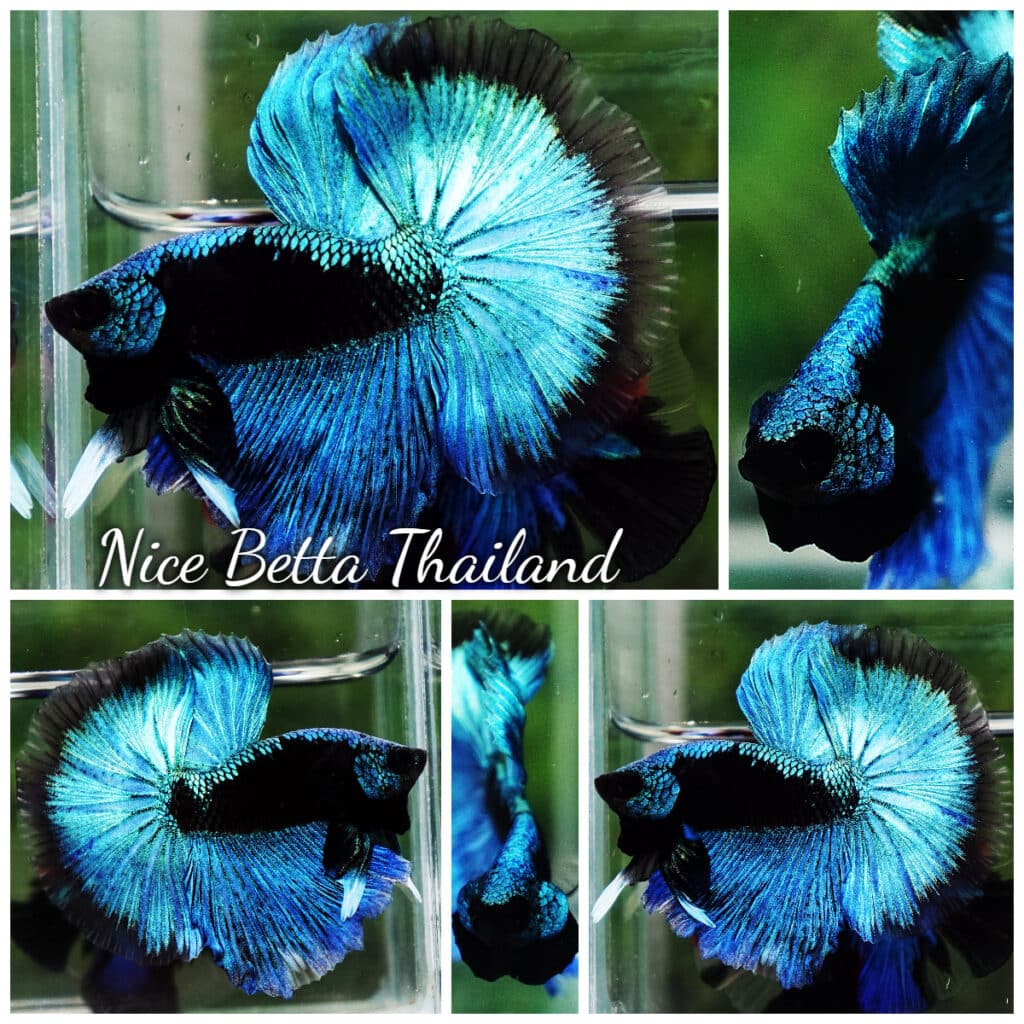 Betta fish OHM King Blue Samurai Black Mask (Rare) - nicebettathailand.com