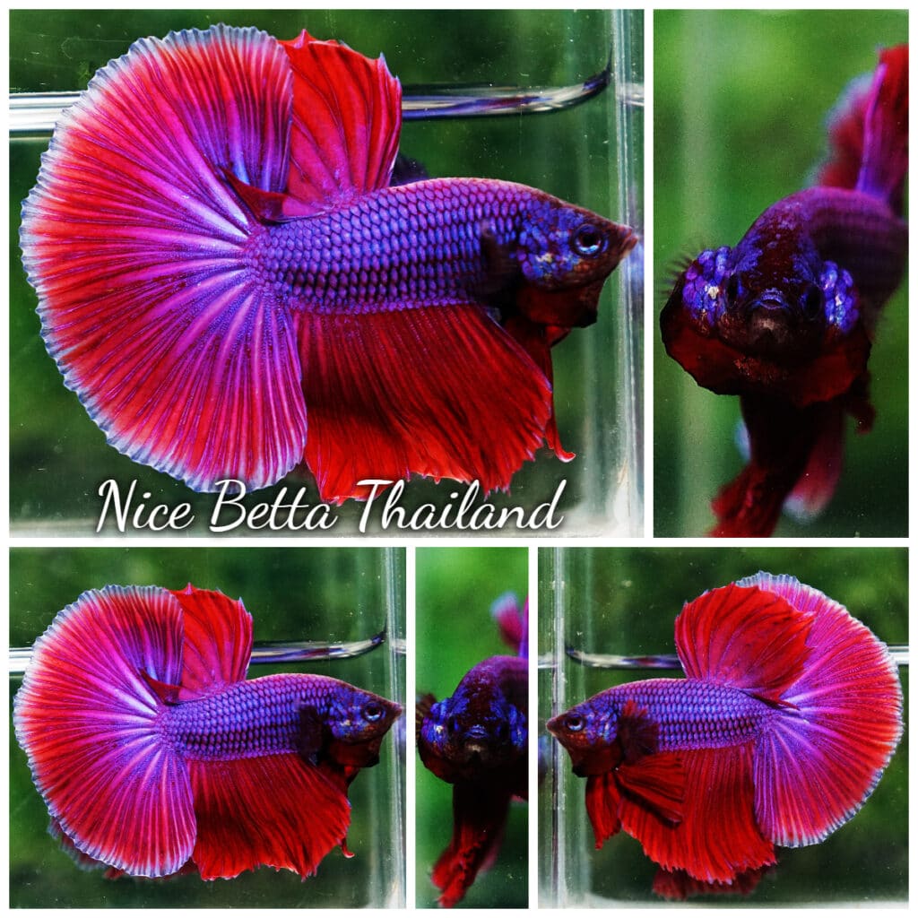 Betta fish OHM Lavender Magenta - nicebettathailand.com