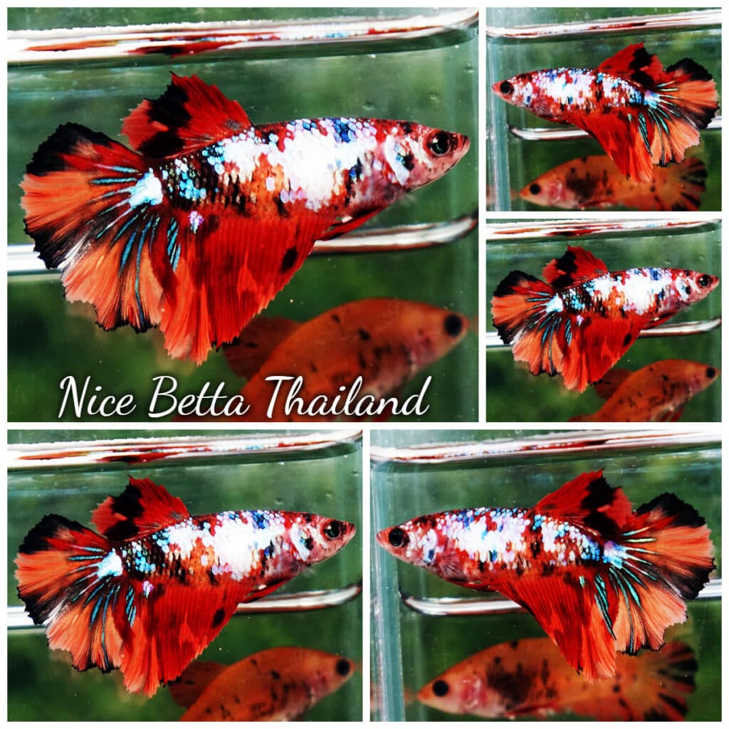 Betta fish Female HM Multicolor Fancy Candy - nicebettathailand.com