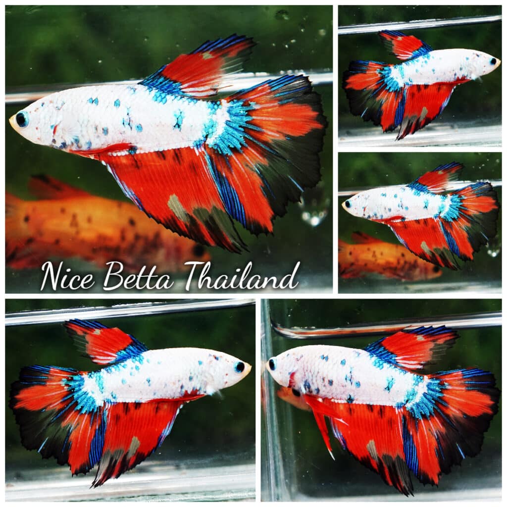 Betta fish Female Fancy Marble - nicebettathailand.com