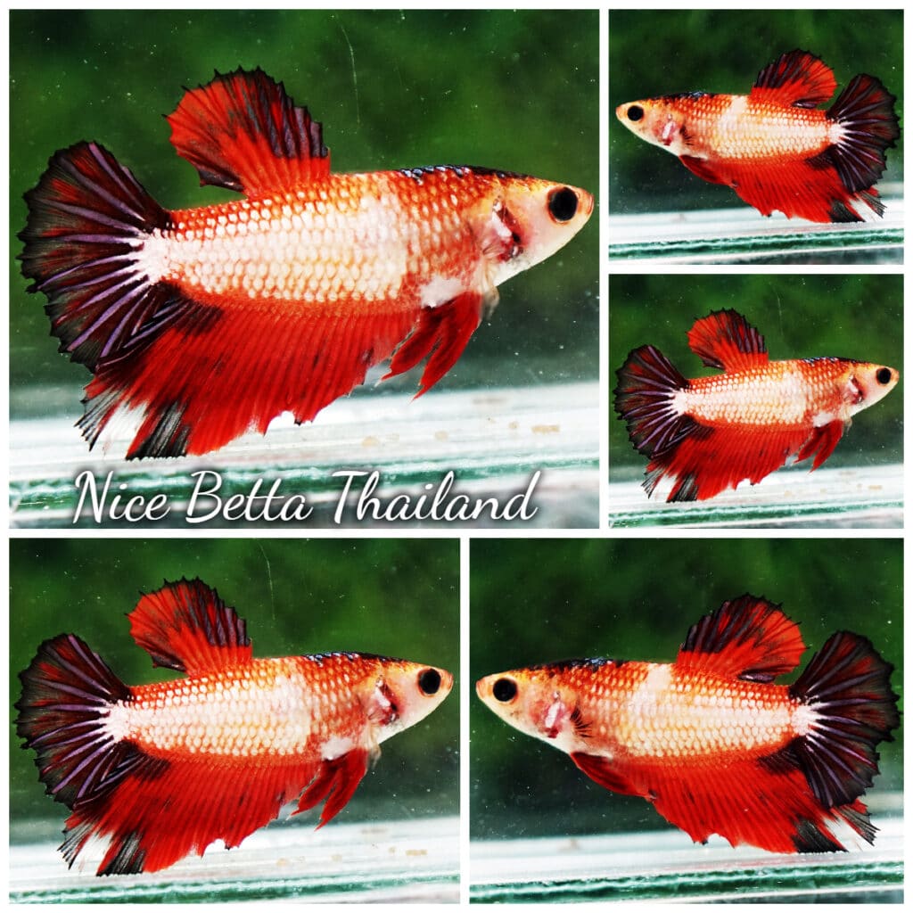 Betta fish Female HM Devil Halloween - nicebettathailand.com