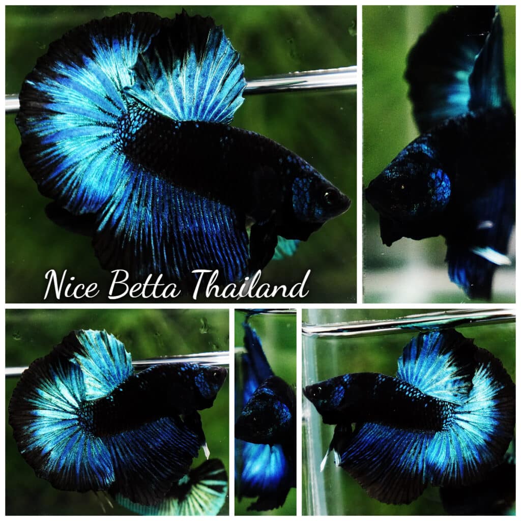 Betta fish HM Helmet Blue Samurai Black Ring (Rare) - nicebettathailand.com