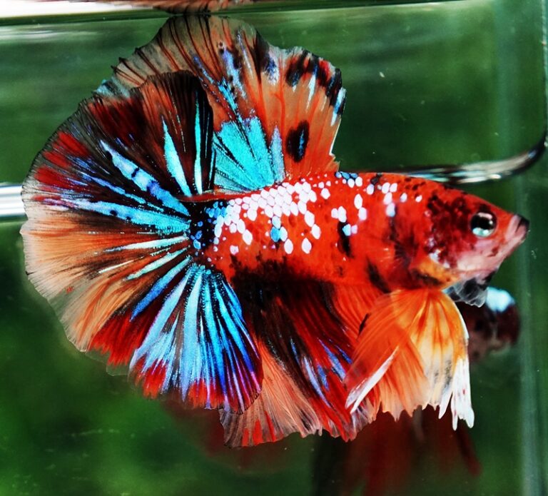 Betta fish OHM Multicolor Tiger Galaxy - nicebettathailand.com