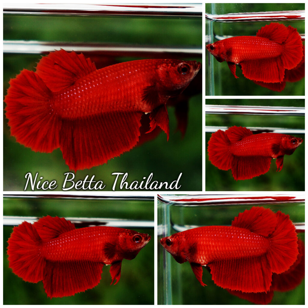 Betta fish Female HM Pefect Super Red - nicebettathailand.com
