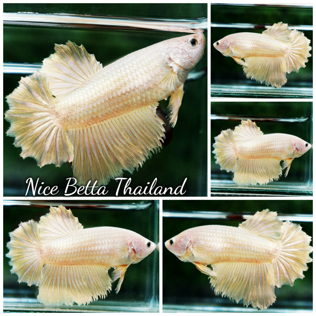 Betta fish Queen Rose Sparkle Super Gold - nicebettathailand.com