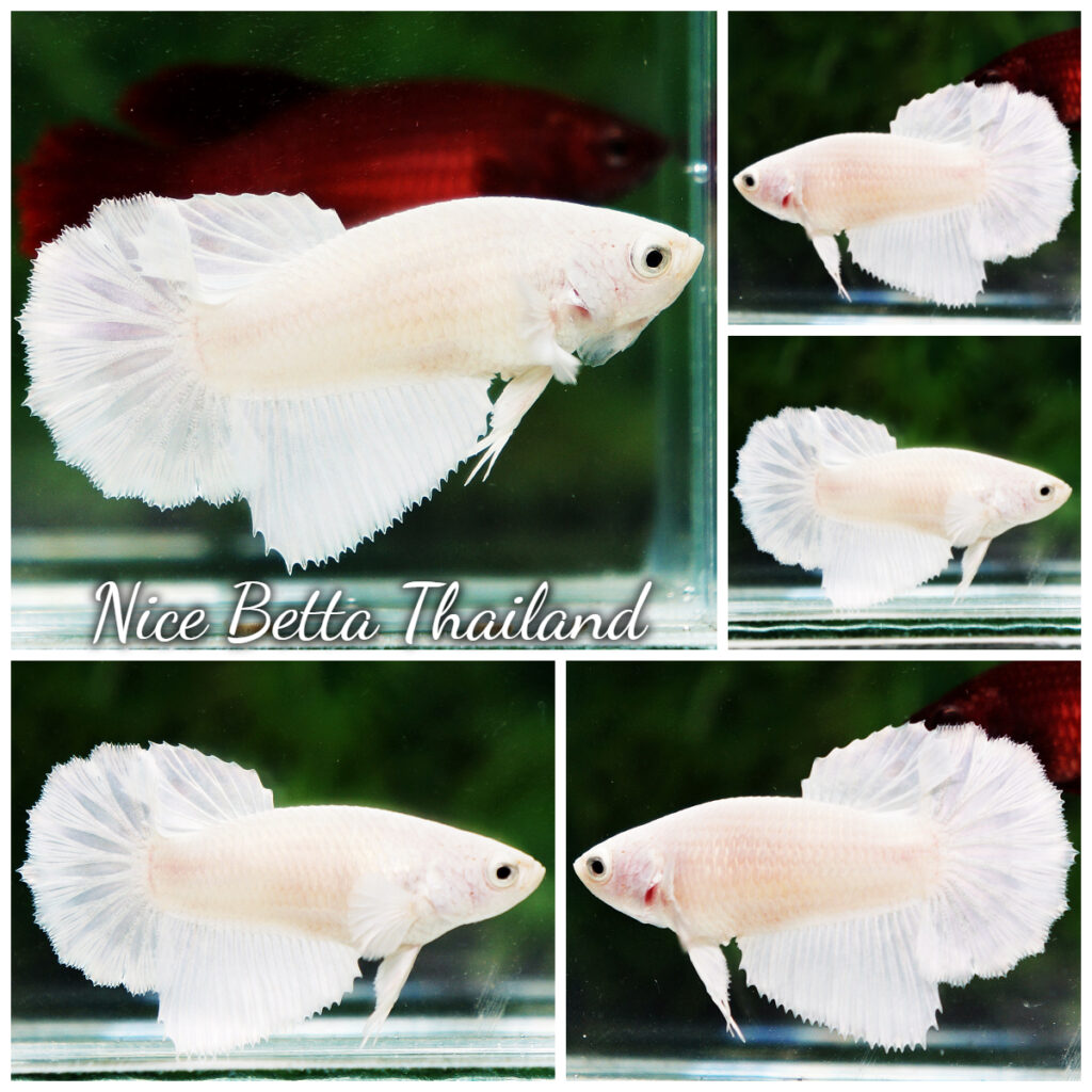 Betta fish Queen Perfect Sparkle White Platinum - nicebettathailand.com