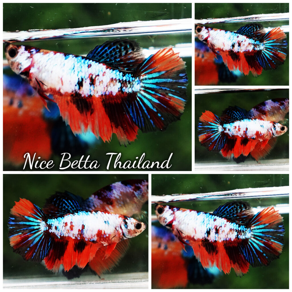 Betta fish Female HM Fancy Nemo - nicebettathailand.com
