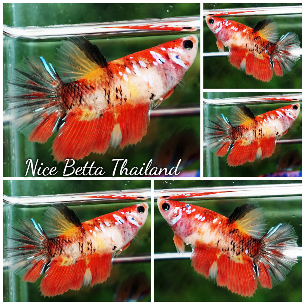 Betta fish Female HM Candy Phoenix Yellow Base - nicebettathailand.com