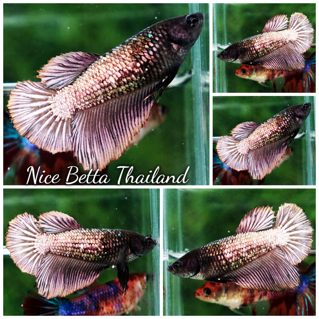 Betta fish Female HM Copper Gold - nicebettathailand.com