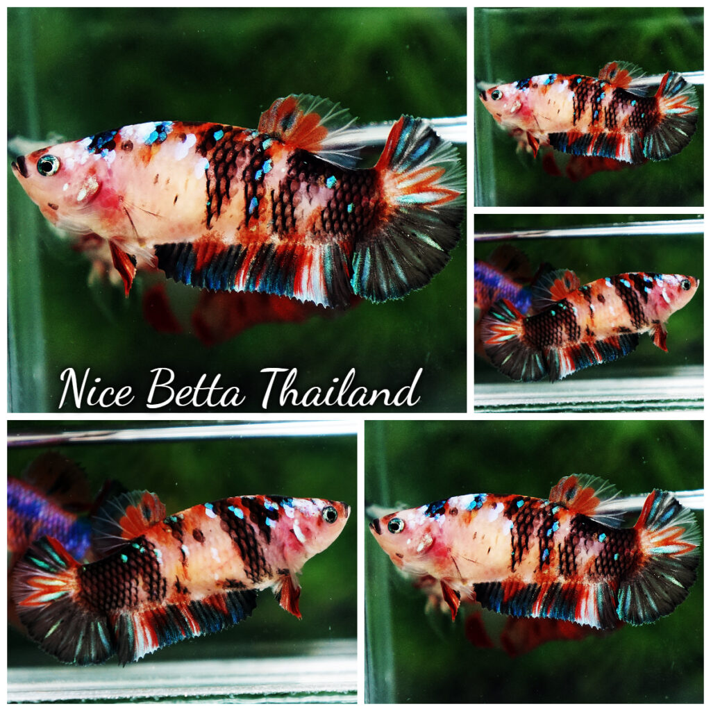 Betta fish Female HMPK Prince of Tiger Star - nicebettathailand.com